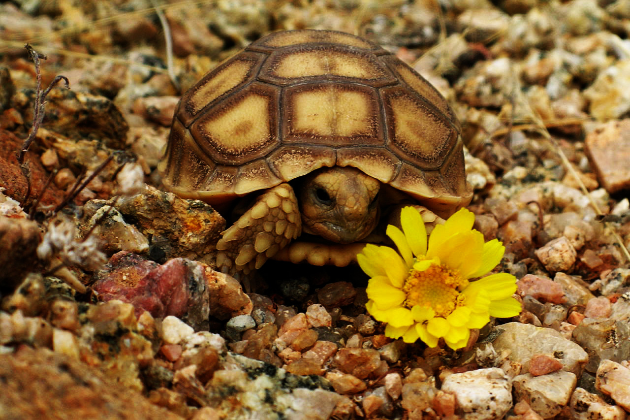 Tortoise Sanctuary - Buffelcor Langkop Boerdery
