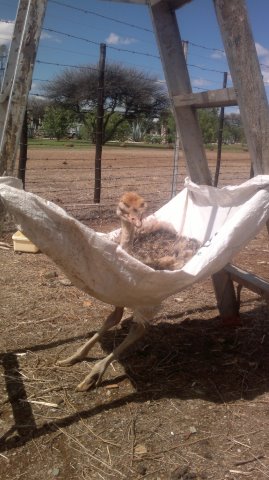 Wit volstruis - Buffelcor Langkop Boerdery